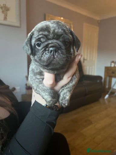 Frug puppies for sale | Pets4Homes