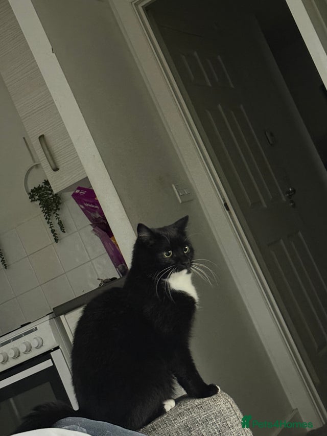 Luna&tilly for sale in Radlett | Pets4Homes