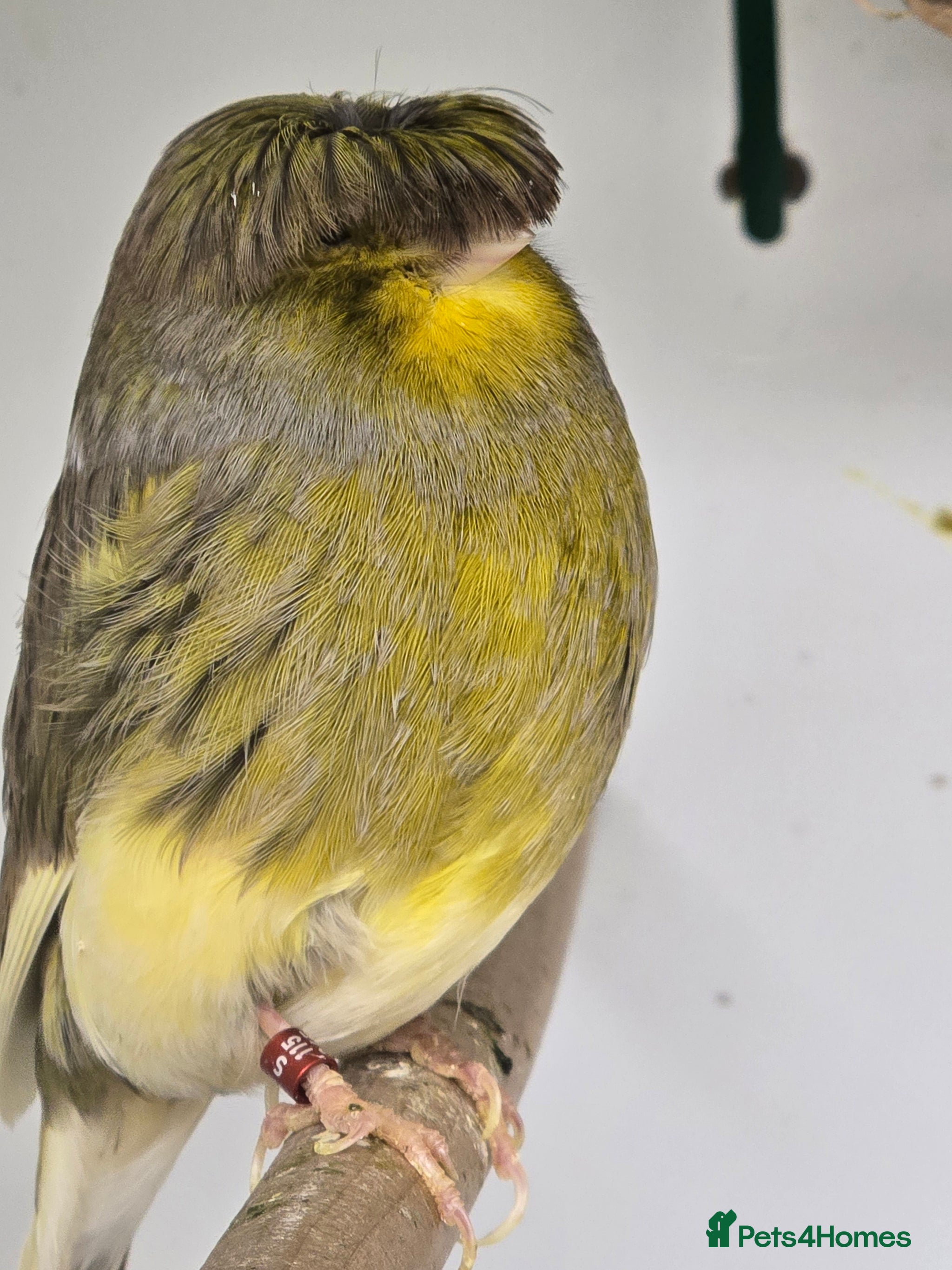 Gloster Canaries birds for sale | Pets4Homes