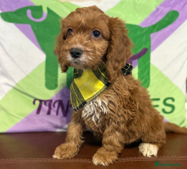 F1 mini Cockapoos 🩵 30 dna health tested clear for sale in Bradford ...