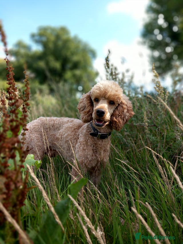 KC reg Miniature Red Poodle For Stud for stud in Thetford | Pets4Homes