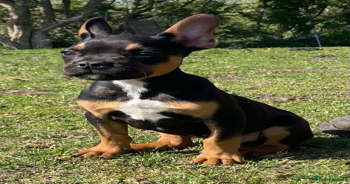 Fraffy French x staffy male pup for sale in Blackpool | Pets4Homes