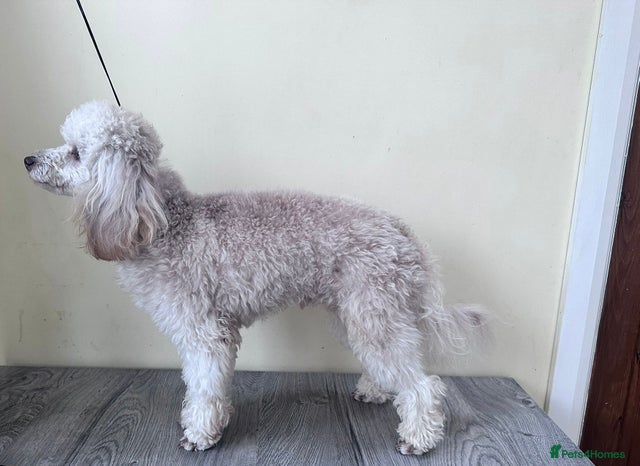 🌙Monty Moonshine KC Café au Lait Toy Poodle Stud for stud in Bristol ...