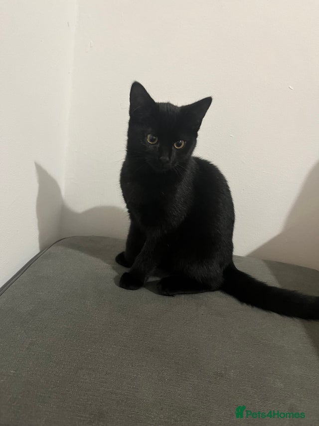 Black British Shorhair adorable kitten for sale in Blackpool | Pets4Homes