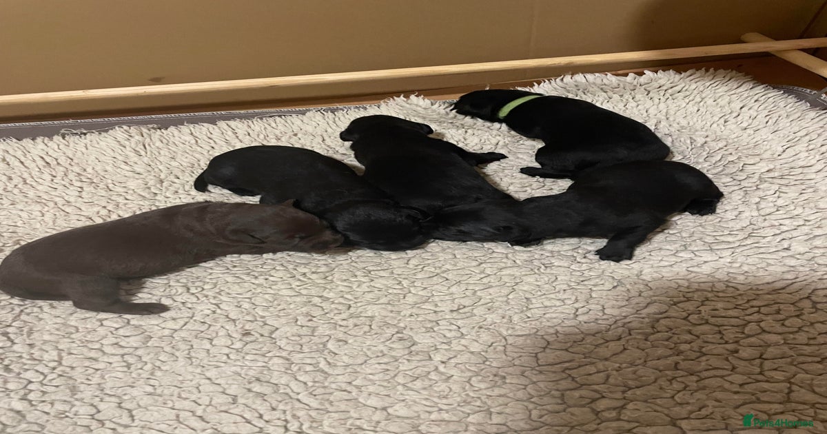 Apollo Ranger - 5 Star Licensed Black & Chocolate Labrador Puppies for ...