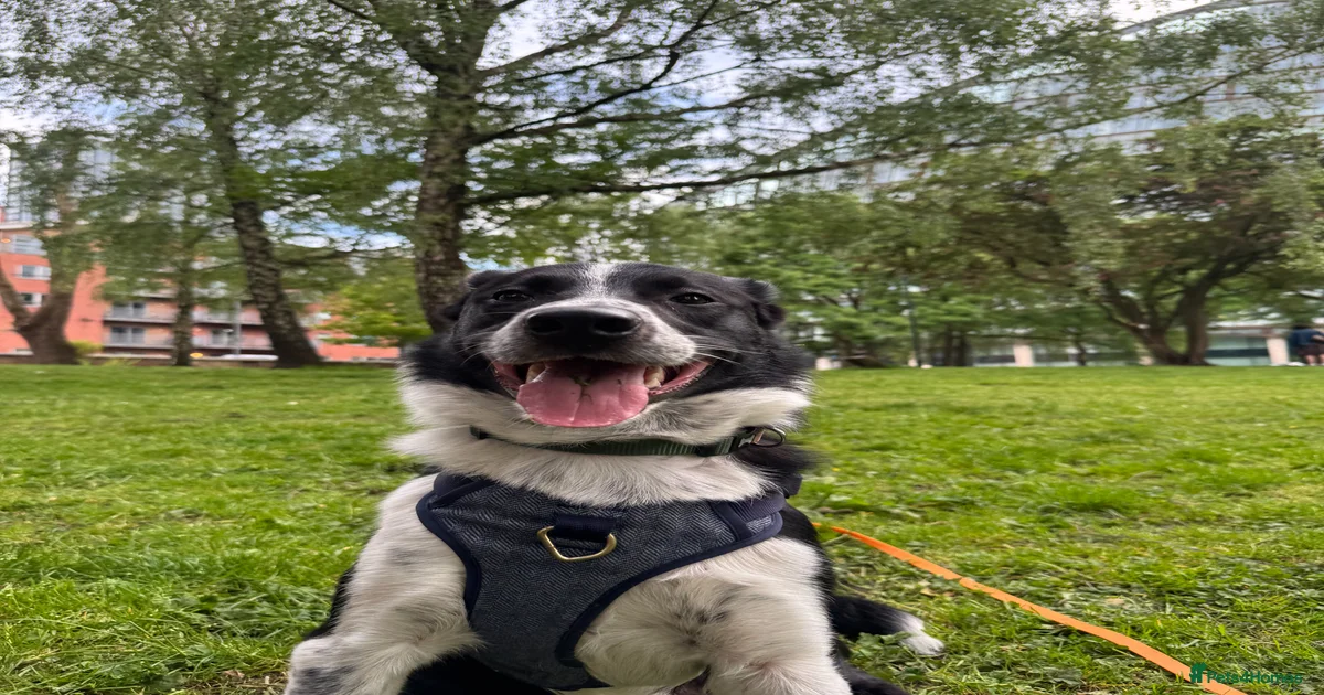 Border Collie Puppies for sale | Pets4Homes