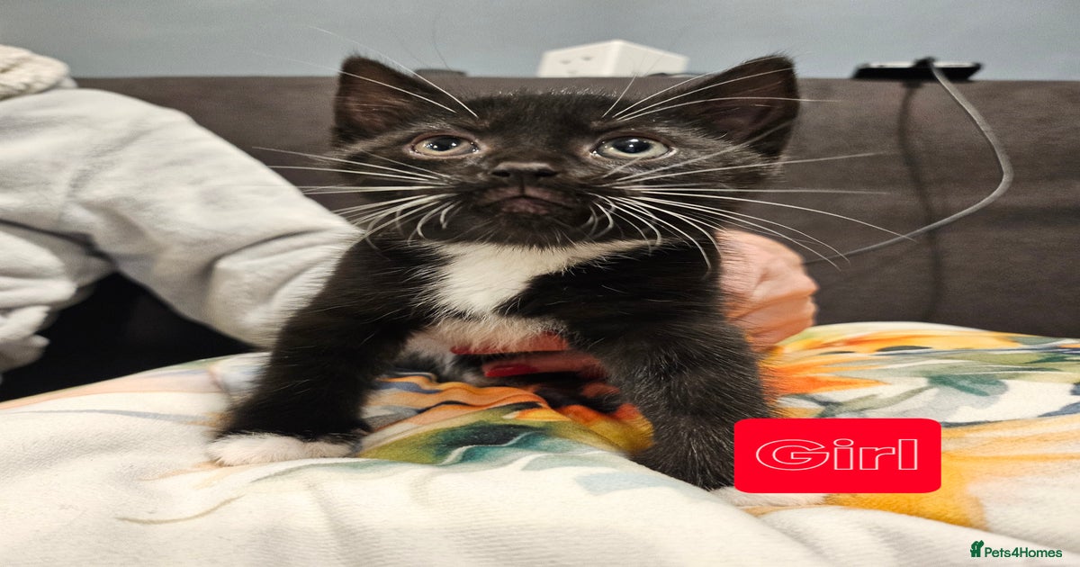 7 adorable black & white kittens for sale in Bognor Regis | Pets4Homes