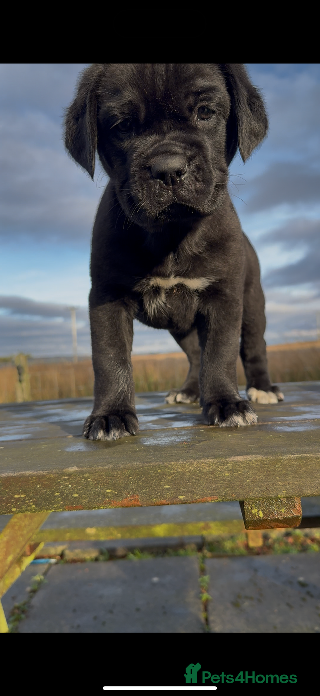 Labrador X for sale in Lanark | Pets4Homes