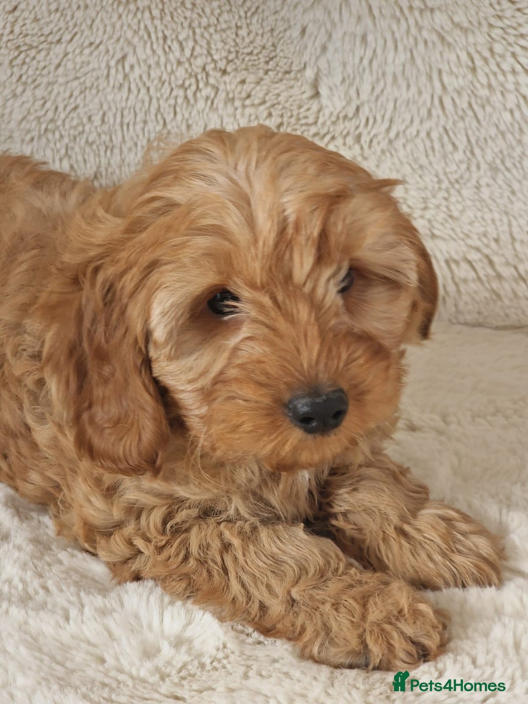 F1 Fox Red Toy Cavapoo puppies ️ KC/DNA PARENTS for sale in Egham ...