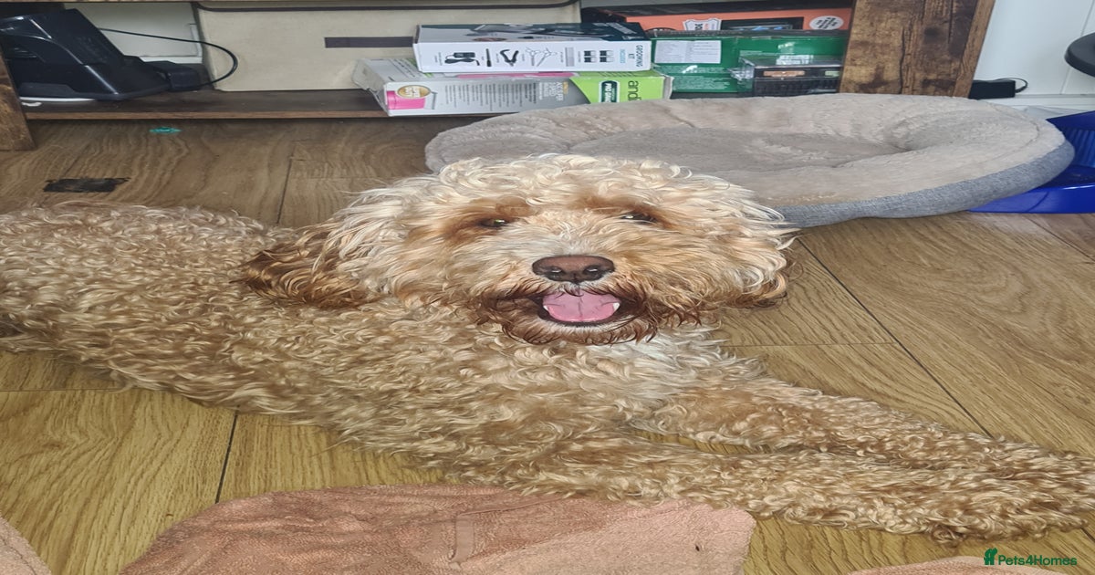 F1 Proven Cockapoo for Stud for stud in Grangemouth | Pets4Homes