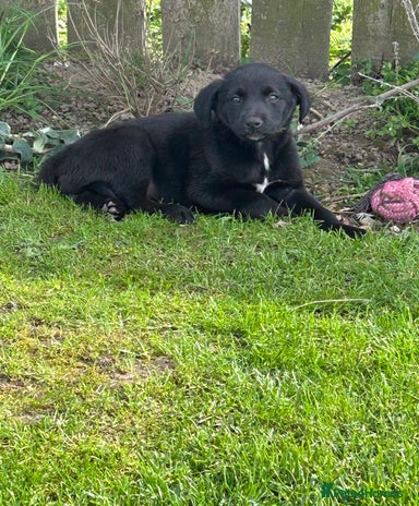 Collie Labrador Retriever puppies for sale | Pets4Homes