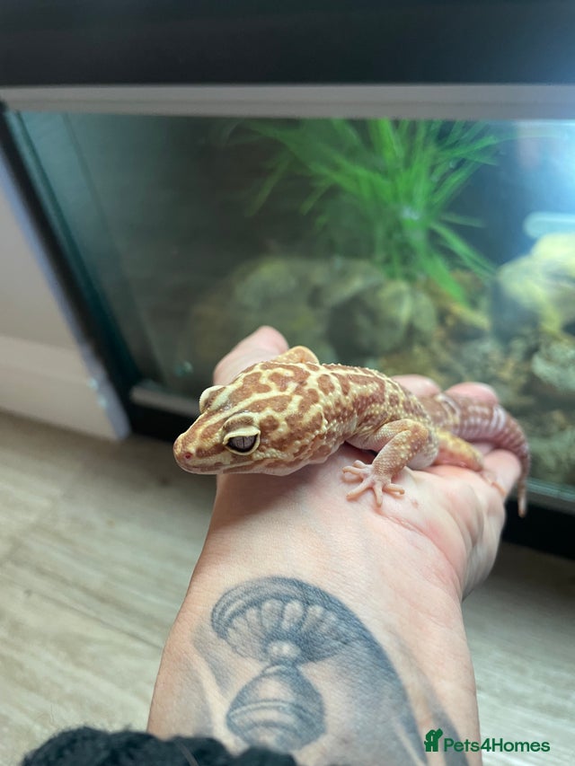 2 Female Leopard Geckos (4 years old) – Full Setup for sale in ...