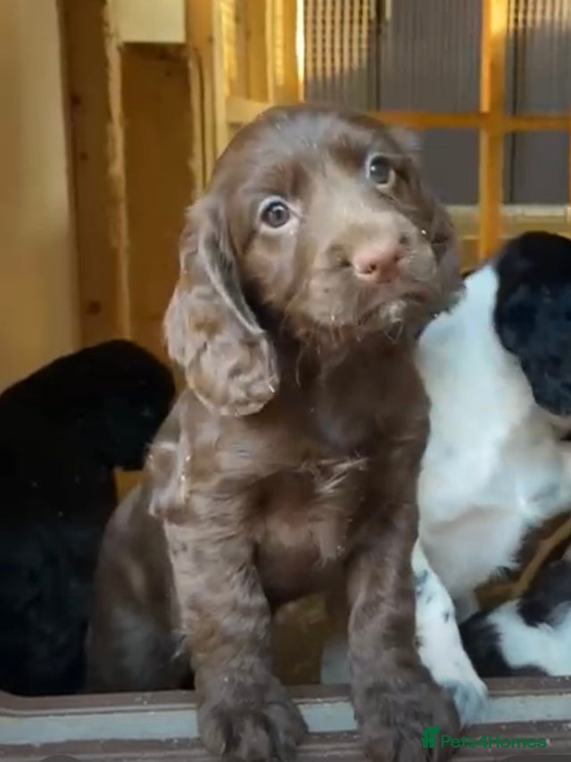 Beautiful KC reg Working Cocker Spaniel Puppies for sale in Spalding ...