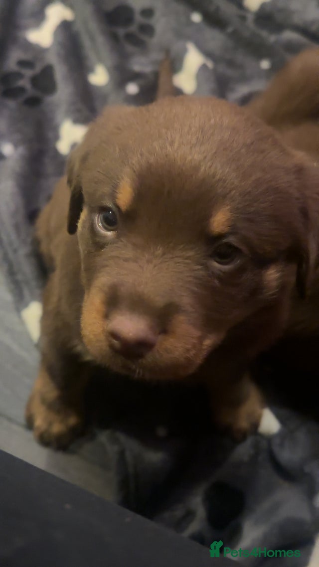 Beautiful Rottweiler puppies 🐶 for sale in Nottingham | Pets4Homes