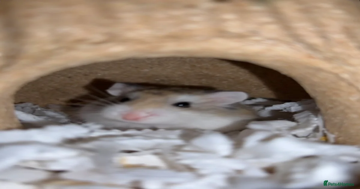 Hamster Rodents for sale | Pets4Homes