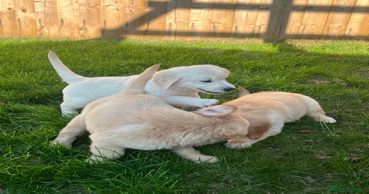 1 male 1 female Teddy Bear Goldies for sale in Wirral | Pets4Homes