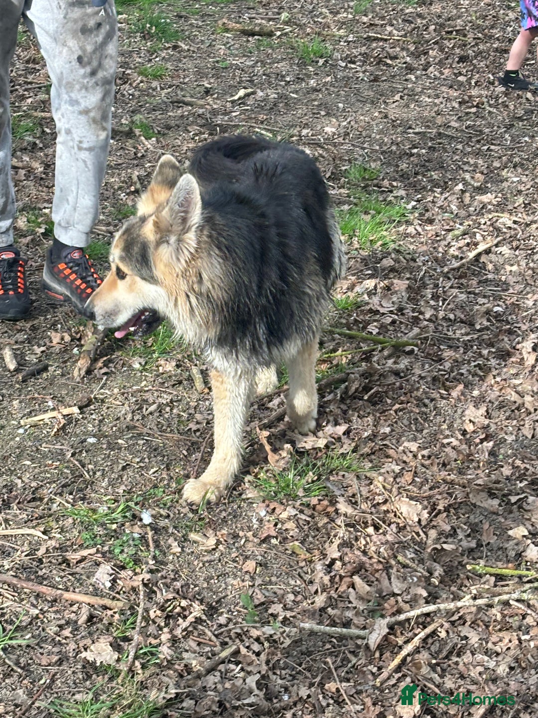 Male German shepherd dog for sale in Horncastle | Pets4Homes