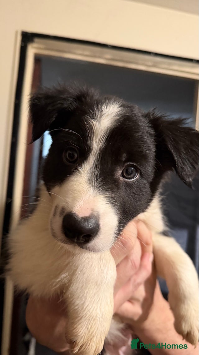 2 border collie boys for sale in Bedford | Pets4Homes