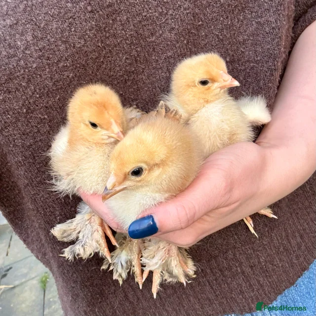 Large Fowl Brahma Chicks Mixed Colours for sale in Lincoln | Pets4Homes