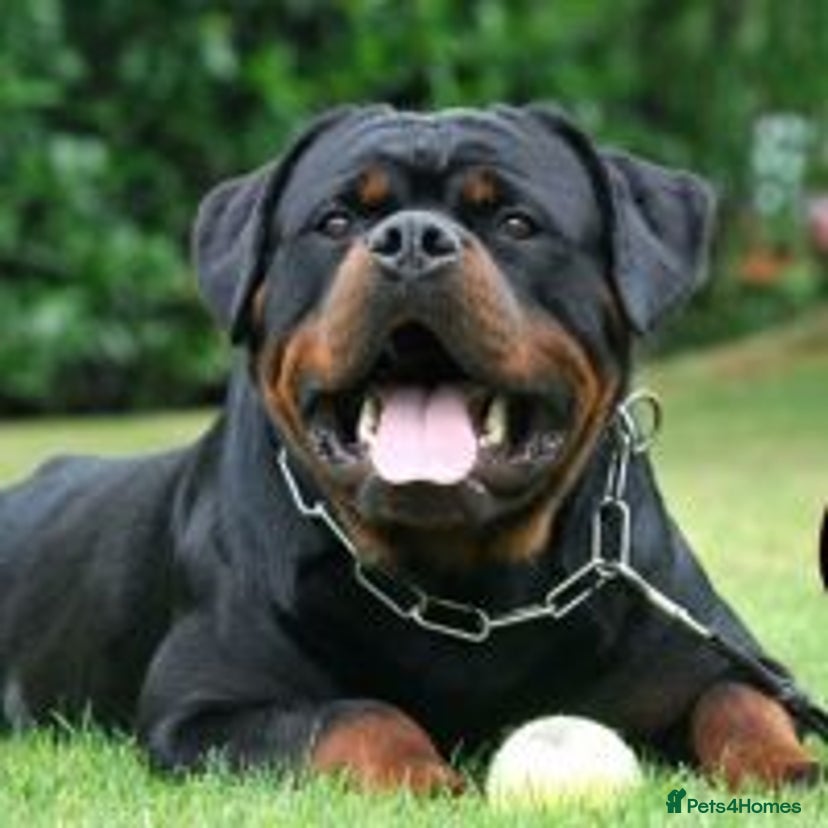 Rottweiler breeders | Pets4Homes