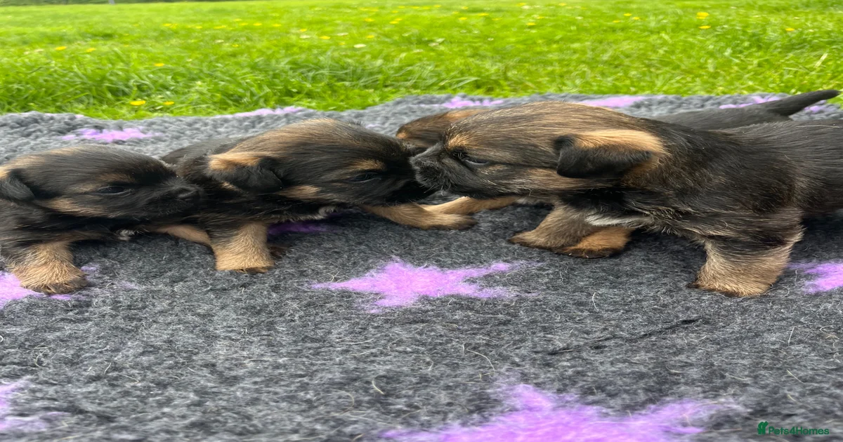 Border Terrier Puppies for sale | Pets4Homes