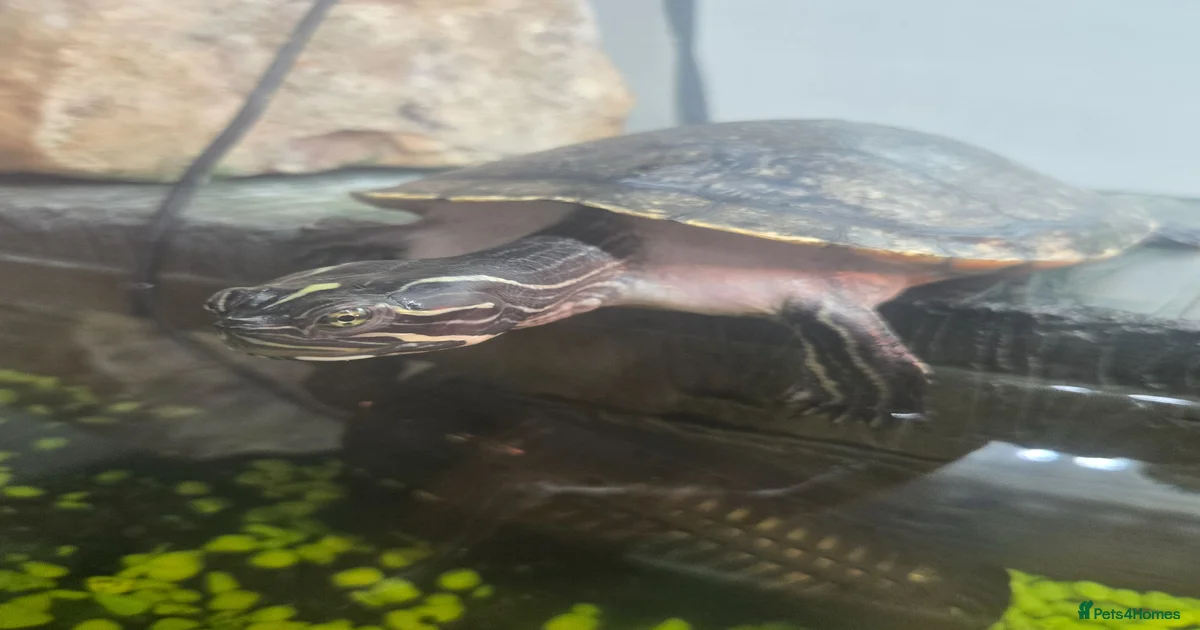 Terrapin Reptiles for sale in Lowestoft, Suffolk | Pets4Homes