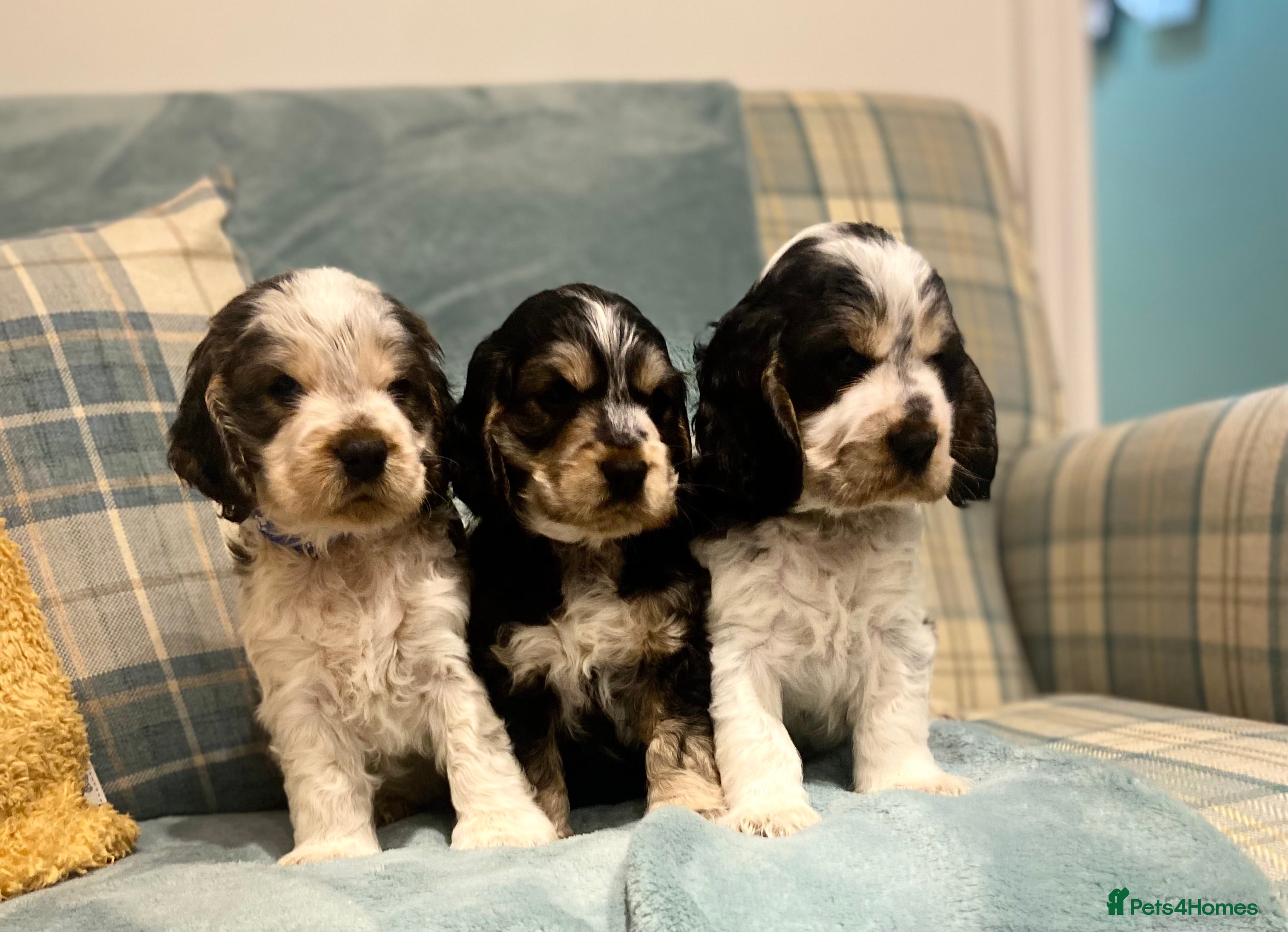 Beautiful Show Cocker Spaniel puppies for sale in York | Pets4Homes