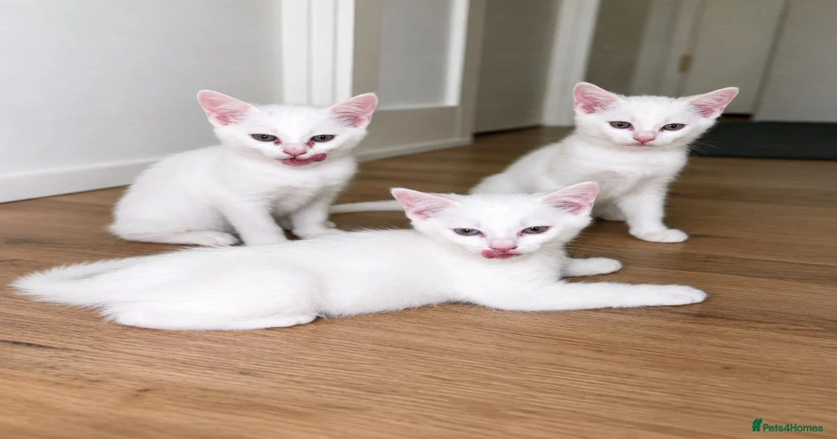 Short hair British Shorthair Kittens for sale | Pets4Homes