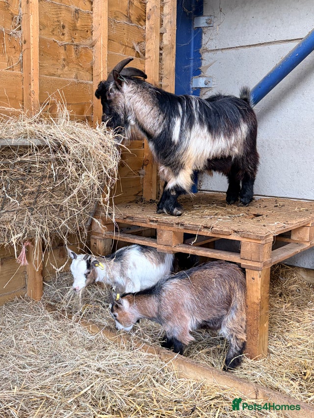 Billy Goat For Sale for sale in Whitchurch | Pets4Homes