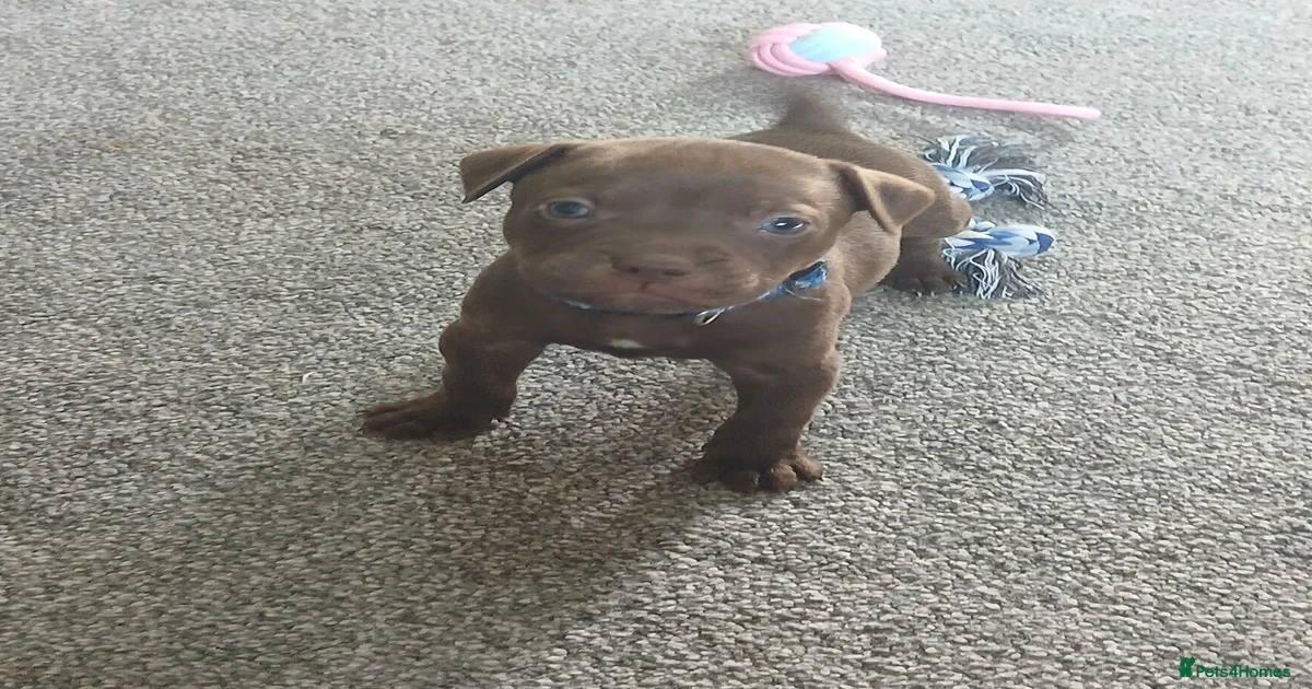 Staffordshire Bull Terrier Puppies for sale | Pets4Homes