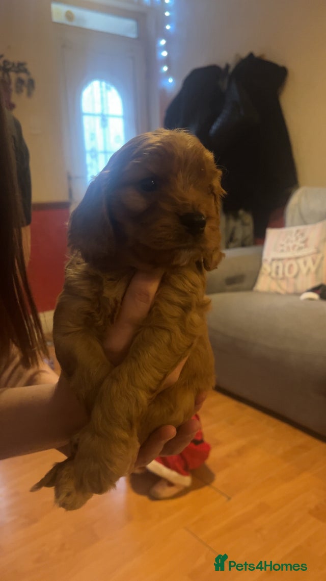 Cockapoo F1B puppies for sale in Hull | Pets4Homes