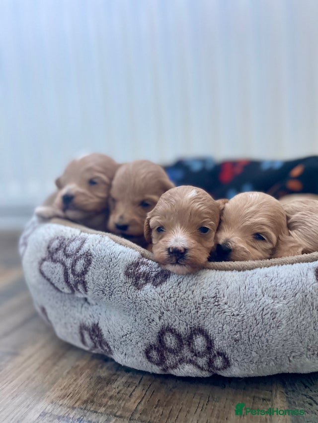 Premium Red Caramel Maltipoo puppies F1 for sale in Chelmsford | Pets4Homes
