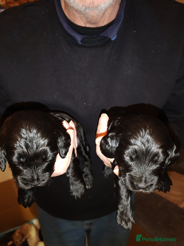 Family pet Milly gave birth to 7 lovely puppies for sale in ...