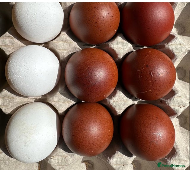White Marans - Pure Breeds - Dark Brown Eggs for sale in Preston ...