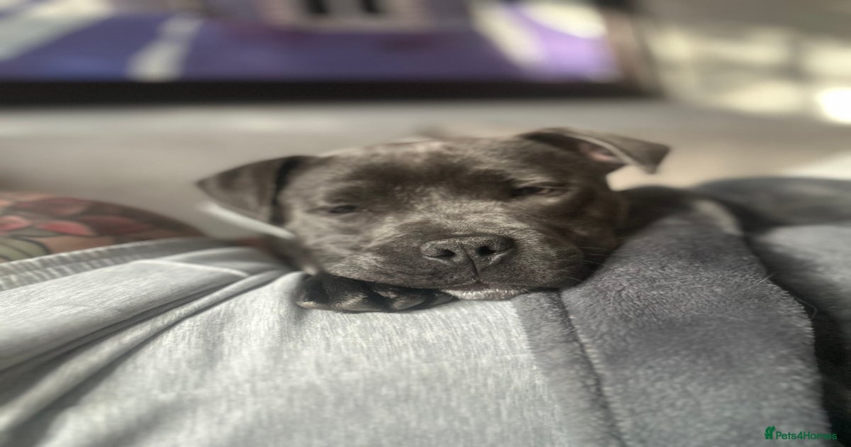 9 month old blue staffy for sale in Plymouth | Pets4Homes