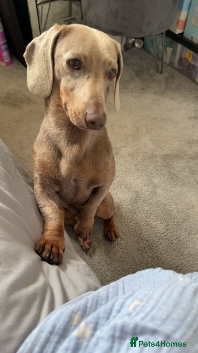 Isabella tan miniature dachshund for sale in Rochdale | Pets4Homes