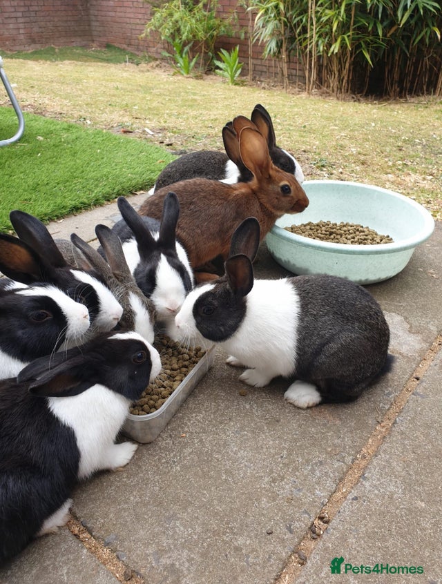 1 Belgian Hare, 3 Dutch Rabbit for sale in Blackburn | Pets4Homes