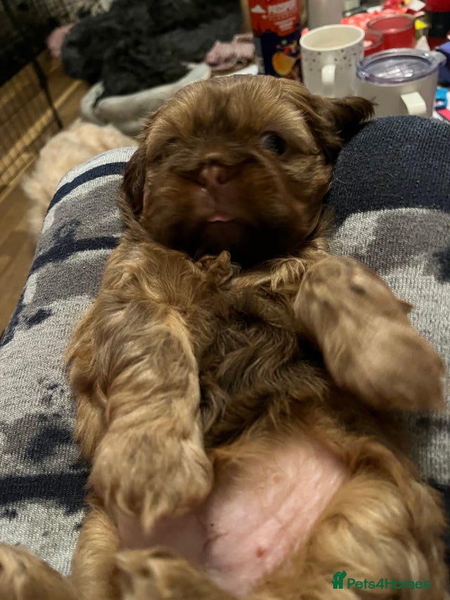 Adorable Shih Tzu puppies for sale in Cowdenbeath | Pets4Homes