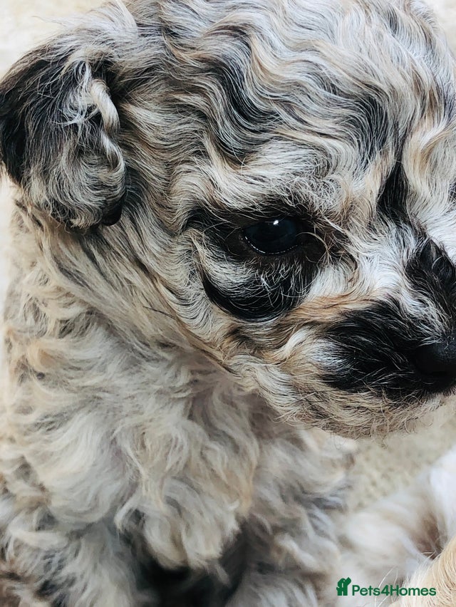 Top quality chocolate merle cavapoo puppies for sale in Broxbourne ...