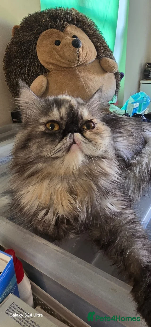 Beautiful Adult Pure Bred Persian Cat for sale in London | Pets4Homes