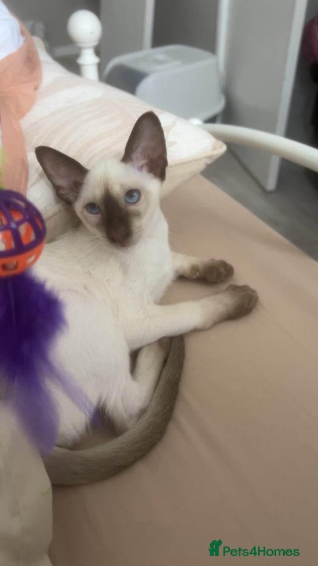 Handsome Siamese boy for sale in Sheffield | Pets4Homes