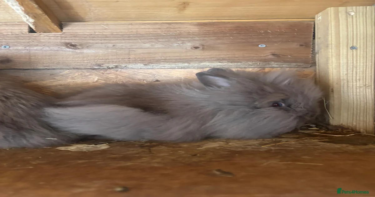 Rabbits for sale | Pets4Homes