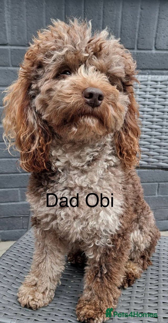 Cockapoos for sale in Exeter | Pets4Homes