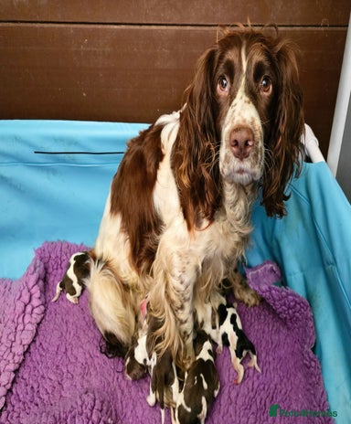 Pets & Animals for sale | Pets4Homes