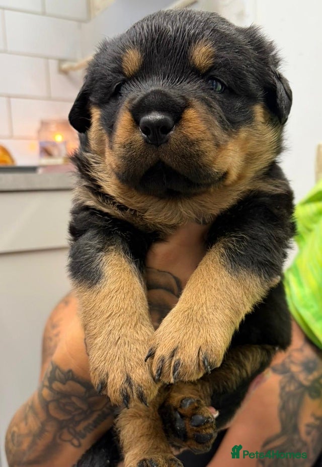 Rottweiler puppies for sale in Bilston | Pets4Homes