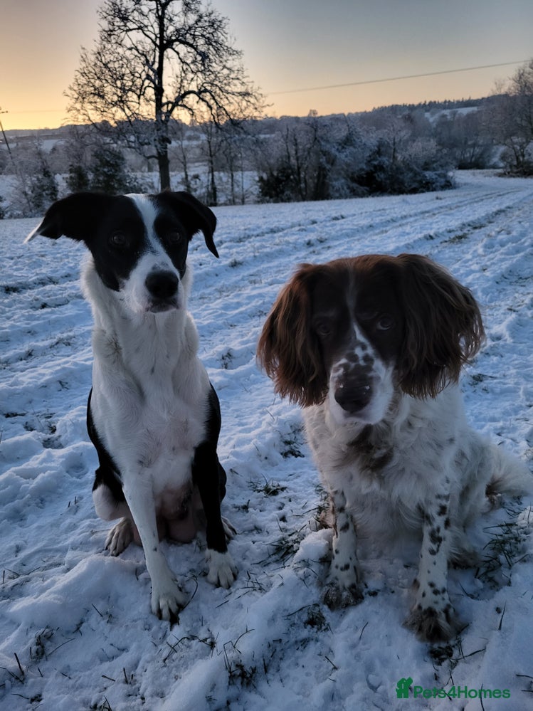 Sprollie Dogs Breed - Information, Temperament, Size & Price | Pets4Homes