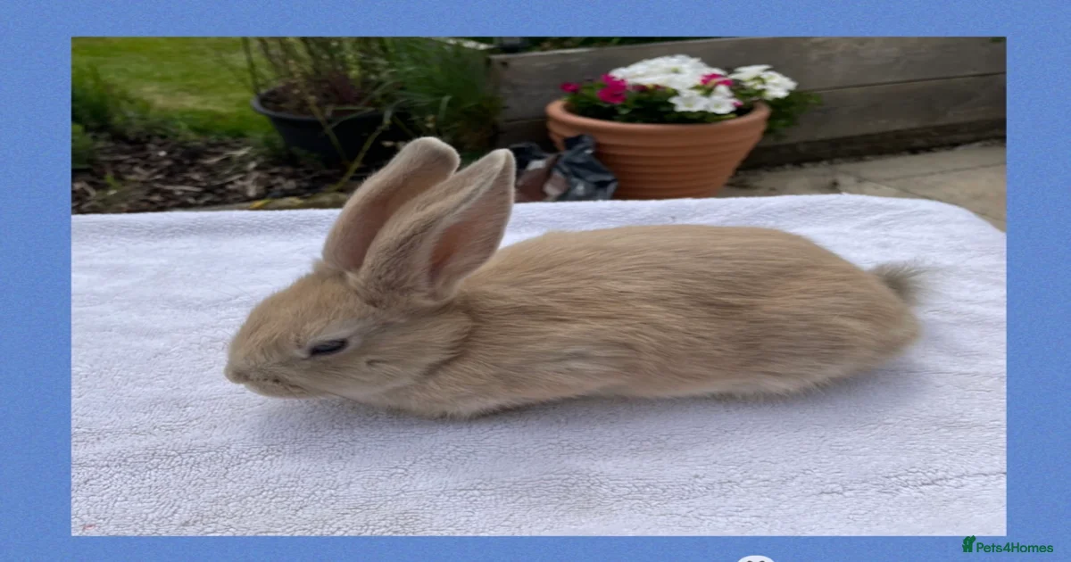 Smoke Pearl Rabbits for sale in Leicester, Leicester | Pets4Homes