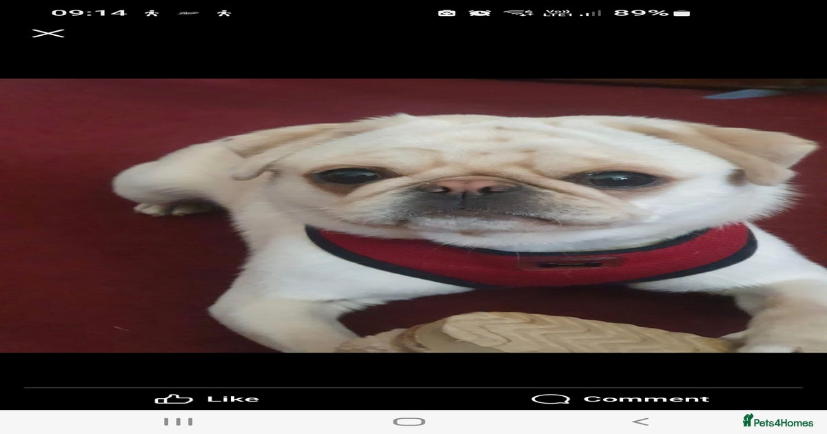 2 year old Cream Pug for sale in Sandwich | Pets4Homes