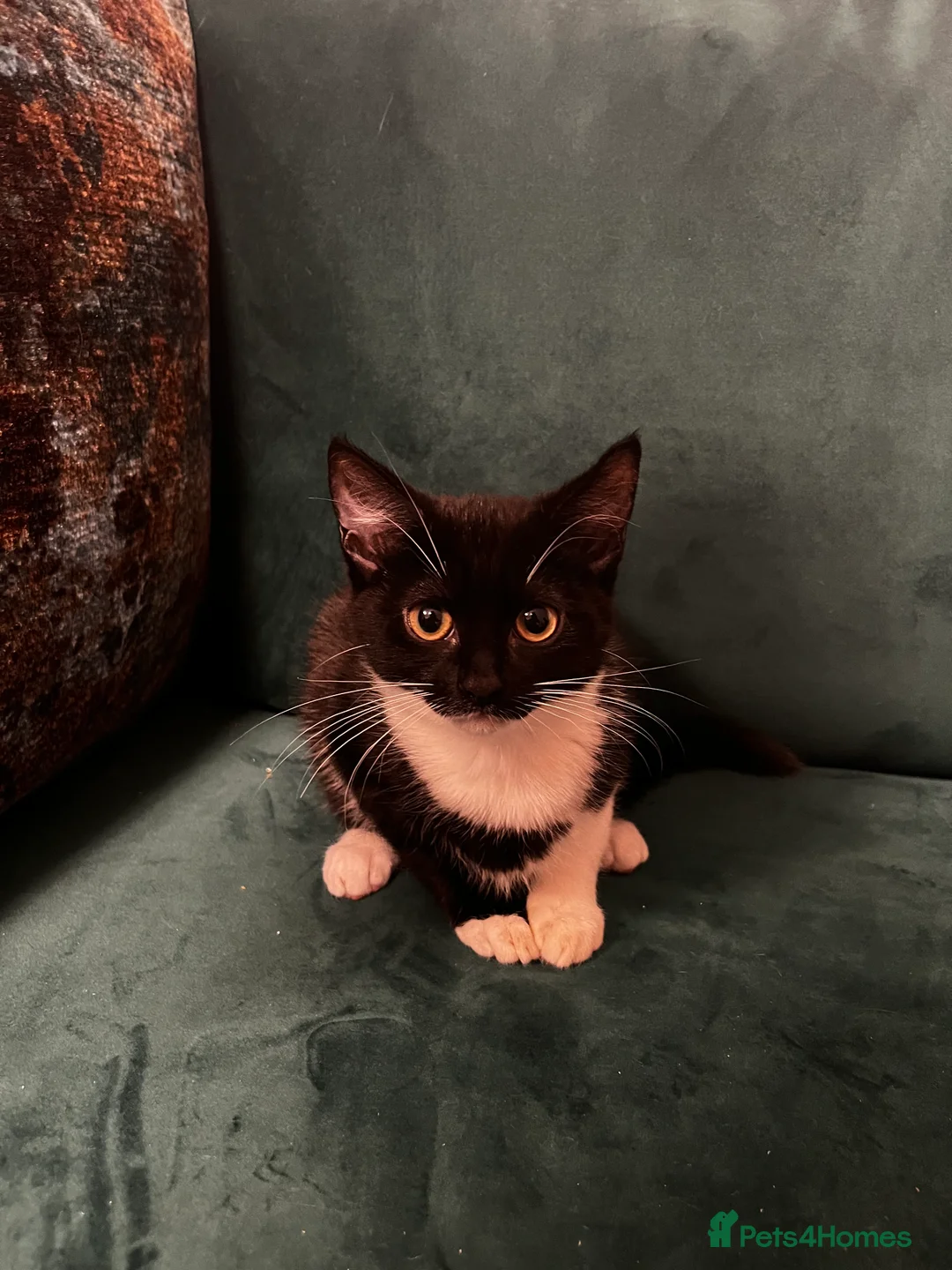 4 month old tuxedo kittens for sale in Sutton | Pets4Homes