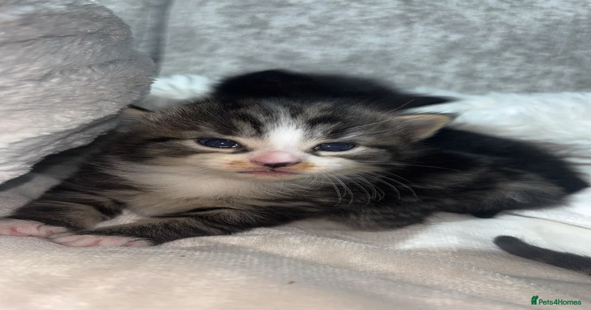 Kittens for sale in Newcastle upon Tyne, Tyne and Wear | Pets4Homes